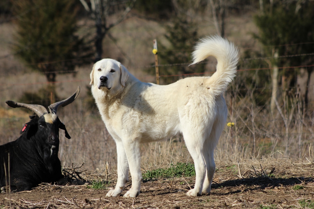 Akbaş Eğitimi - Bakımı ve Özellikleri | Köpek Eğitmeni