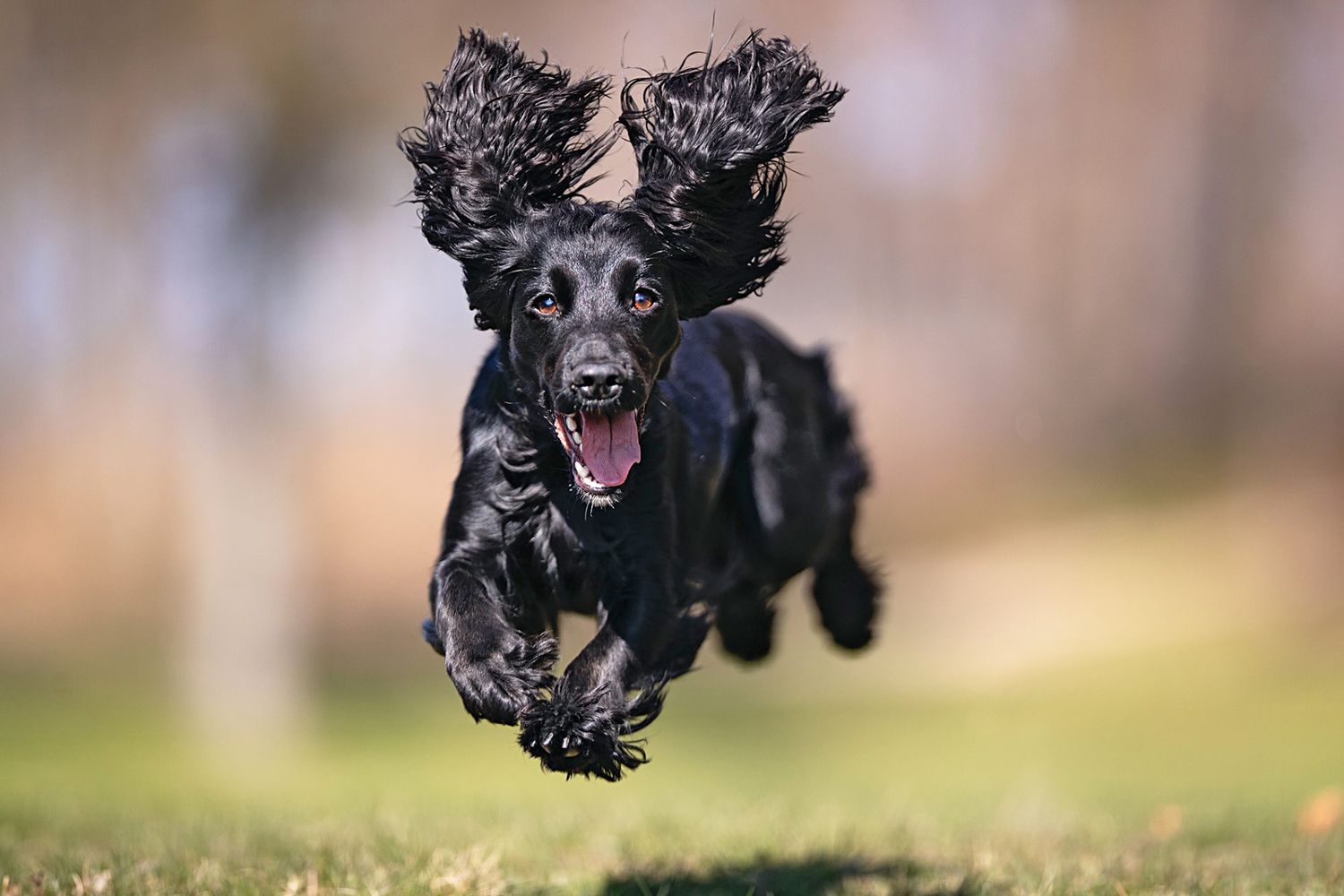 Cocker Eğitimi - Bakımı ve Özellikleri | Köpek Eğitmeni
